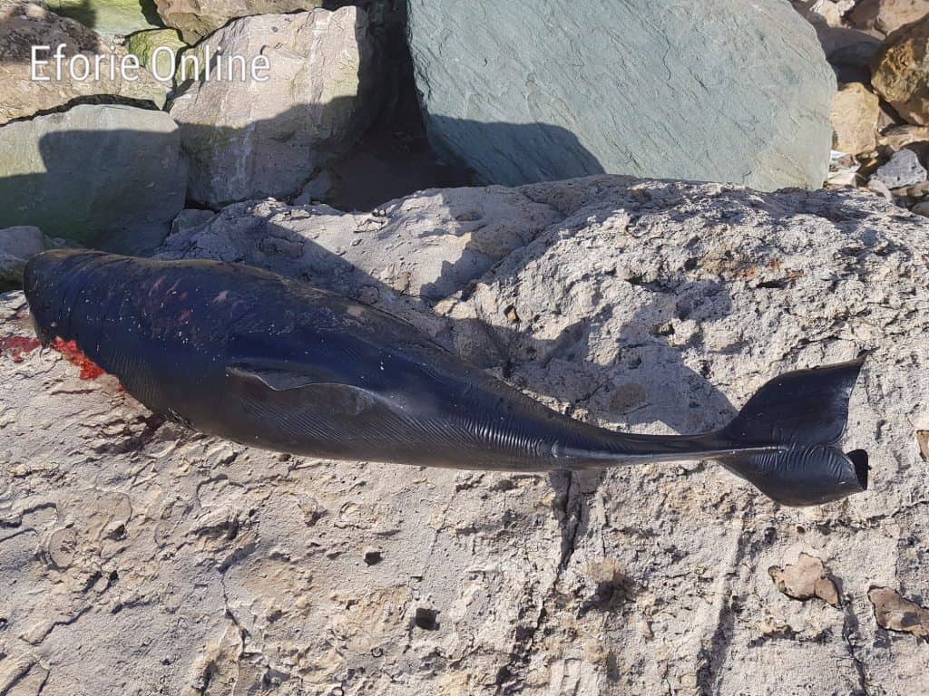(FOTO + VIDEO) Pui de delfin, eșuat pe plaja din Eforie Sud » Ordinea.RO