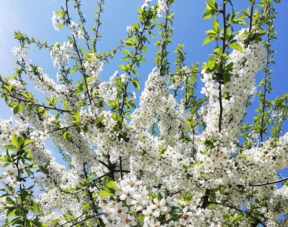 copac inflorit | Ordinea.ro